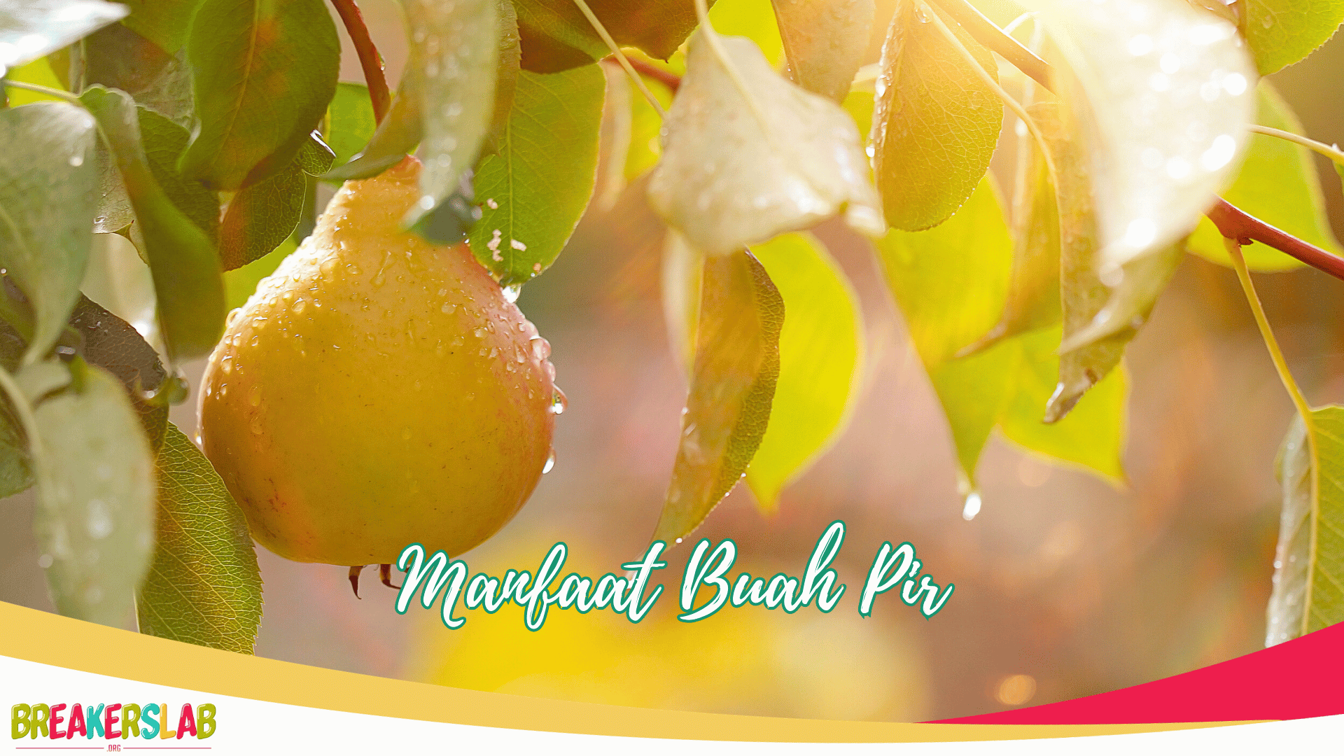 Bukan Sekadar Manis Ini 6 Manfaat Buah Pir Untuk Tubuh Yang Perlu Anda